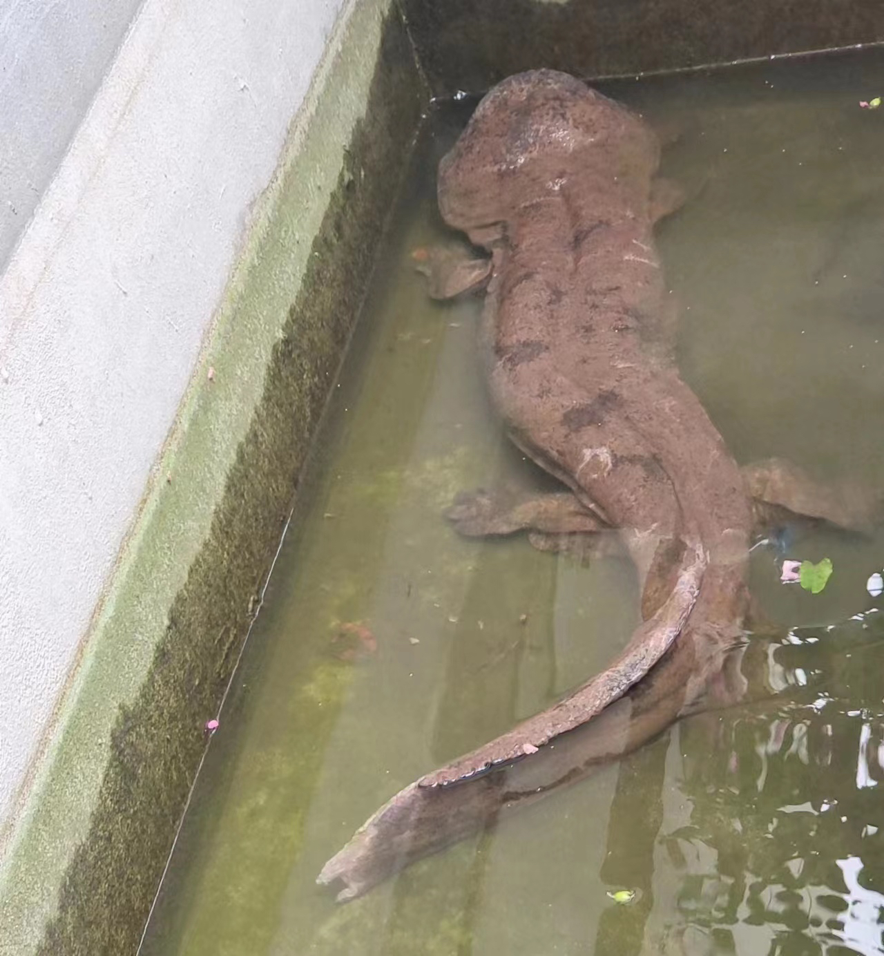 30斤重的娃娃鱼两次搁浅 警民携手相继两次成功救助_四川在线