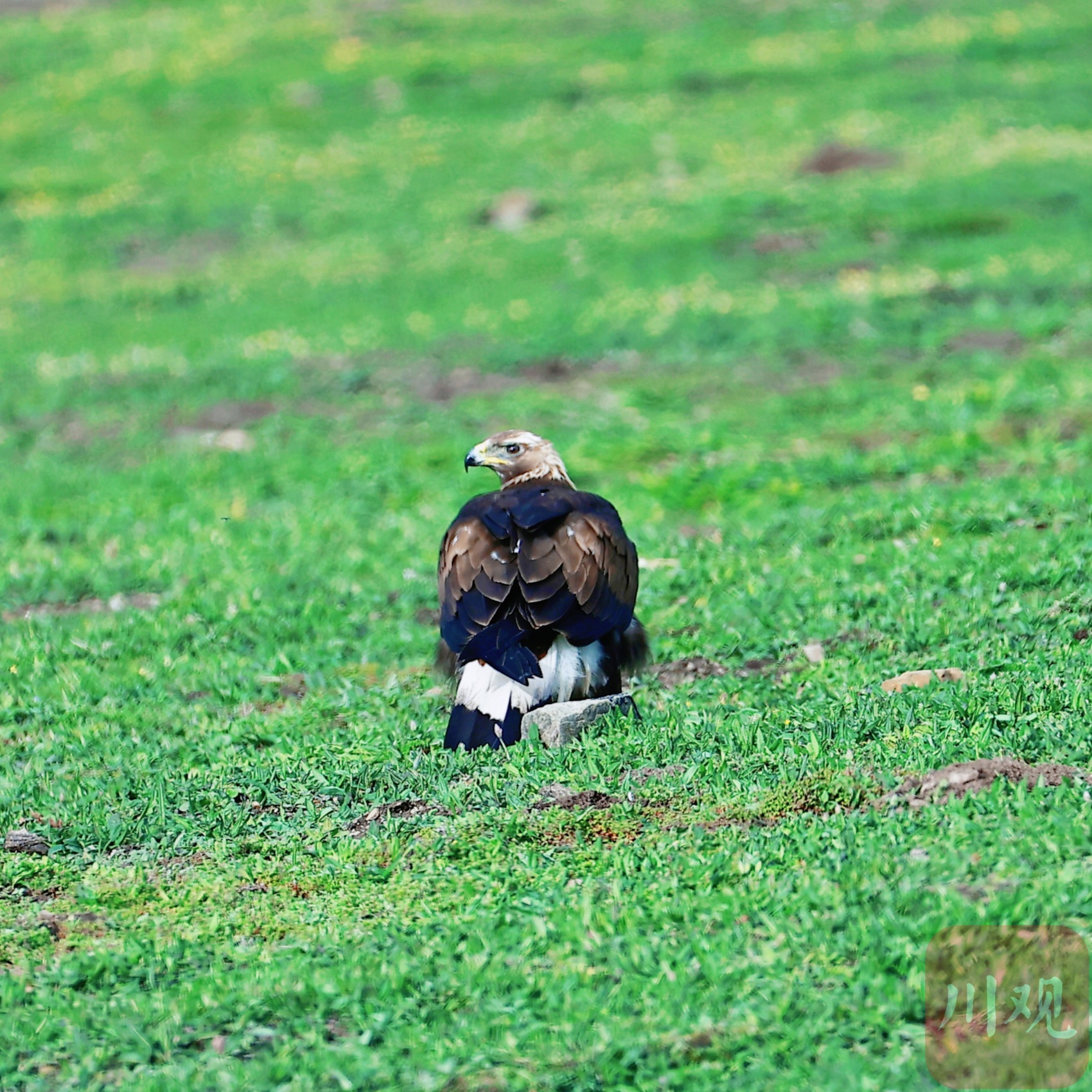 石渠县记录到幼年金雕捕食画面 - 川观新闻